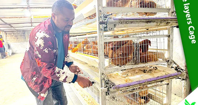 10000 Birds Laying Hens Chicken Cages - Manual Manure Removal