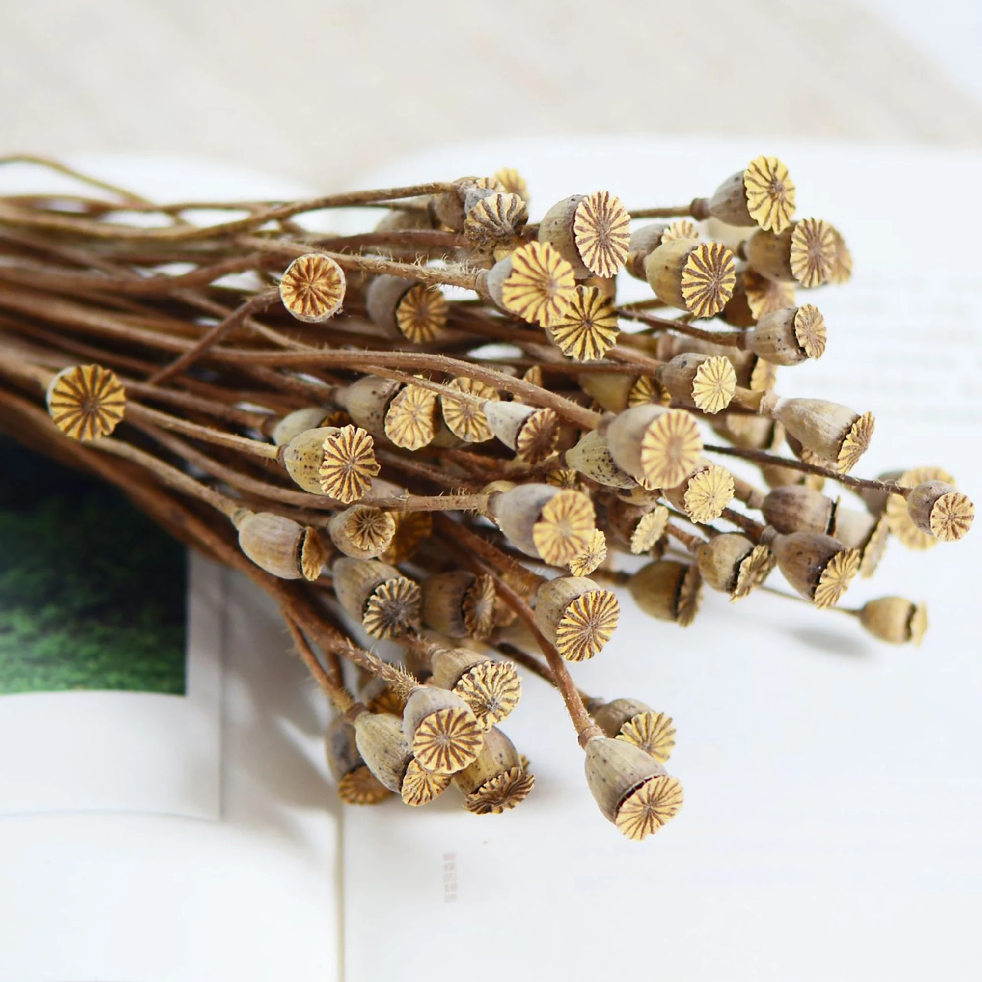 Every Love Little Baby Pods Nature Dried Flower Dry Poppy Flower For ...