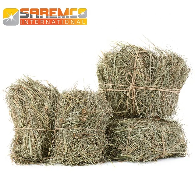Super Quality Rhodes Grass For Animal Feed Export For Ksa Bahrain Oman ...