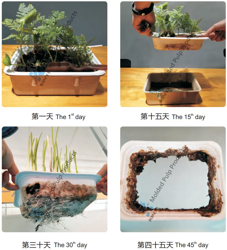 Biodegradable Paper Pulp Sugarcane Fiber Reusable Commodity Packaging ...