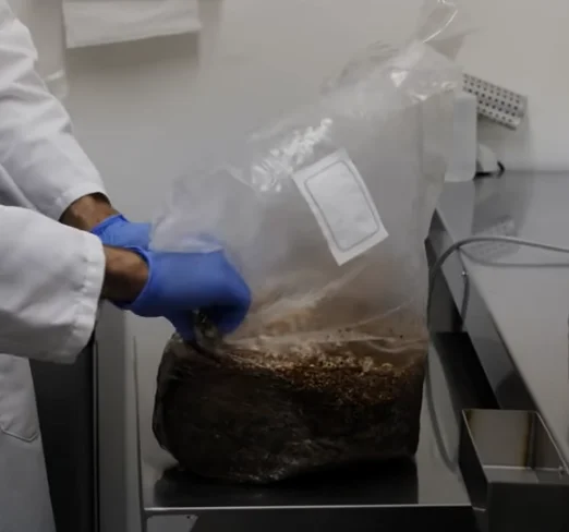 Polypropylene Mushroom Grow Bags - Ideal for All-Season Cultivating