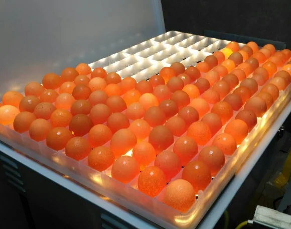 Egg Candling Table - High Productivity & Reliable Quality