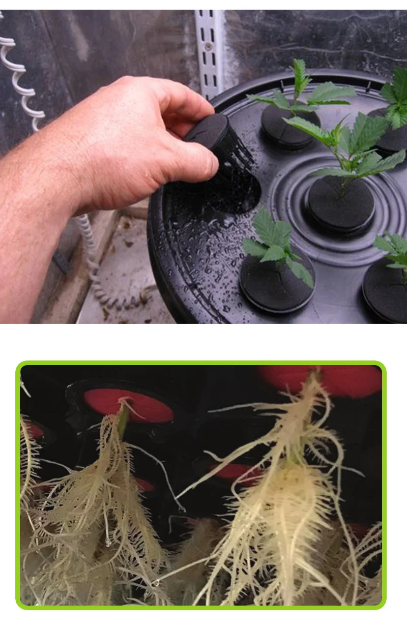 Clone Collar Hydroponic Cloning Systems - Multi Color Pucks