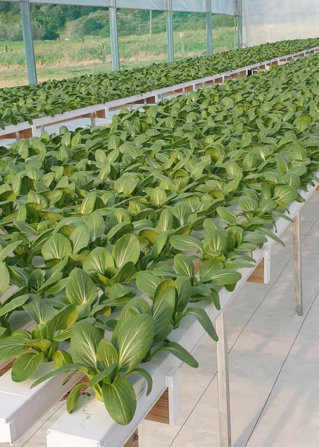 A-frame PVC NFT Channel Hydroponic Growing System for Greenhouse ...