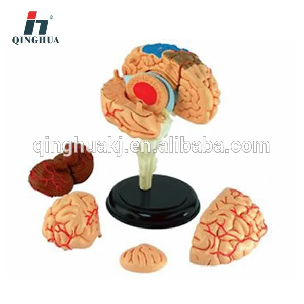 Mini Size 4D Master Brain Model - Anatomical Demonstration