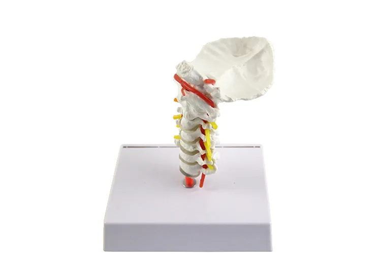 Medical Science Human Cervical Model Cervical Vertebral Column With ...