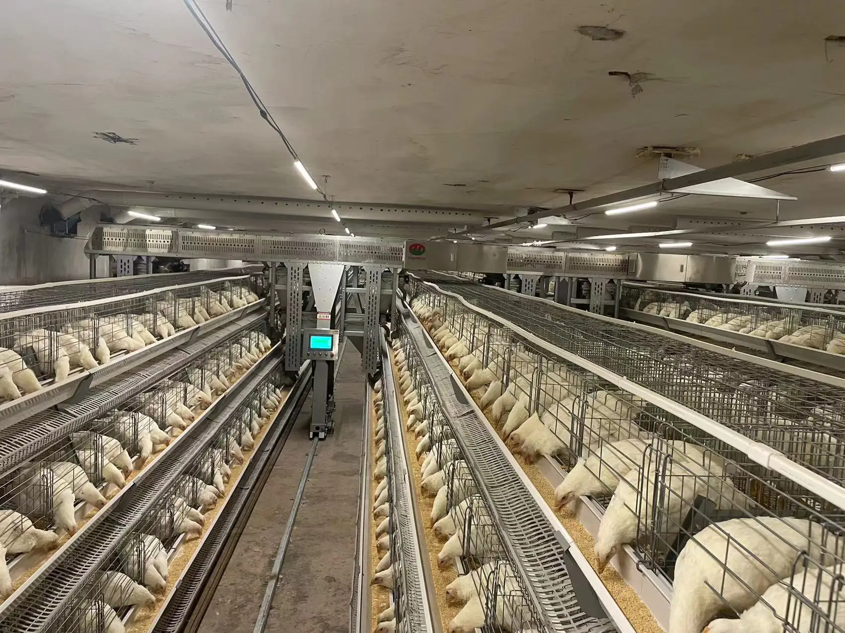 Automatic Feeding Breeding Chicken Cage - High-accuracy