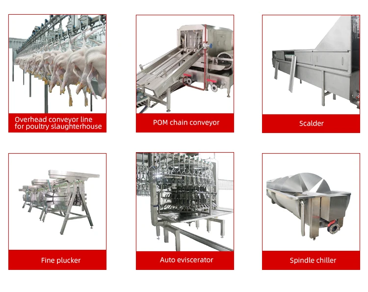 Automatic Poultry Defeathering Equipment - High Efficiency