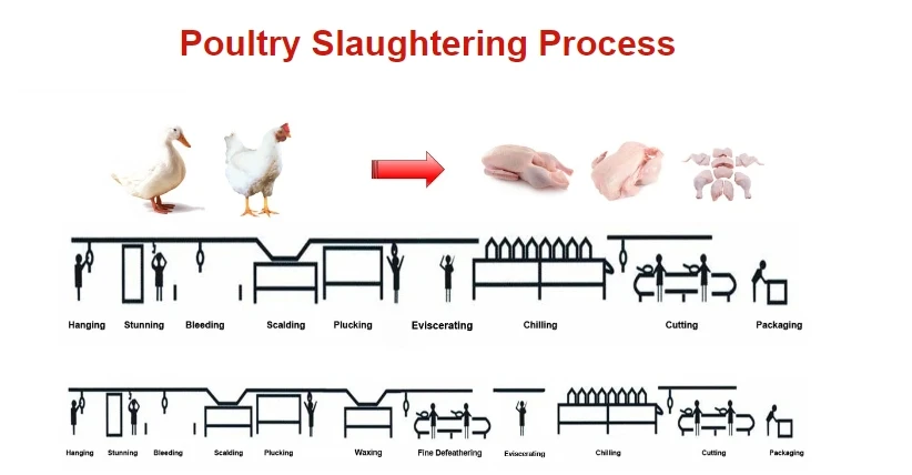 Automatic Chicken Poultry Abattoir Slaughter Process Line Slaughtering Equipment For ...