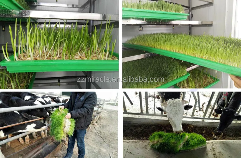 Hydroponic Dairy Cattle Fodder Machine - Efficient & Durable