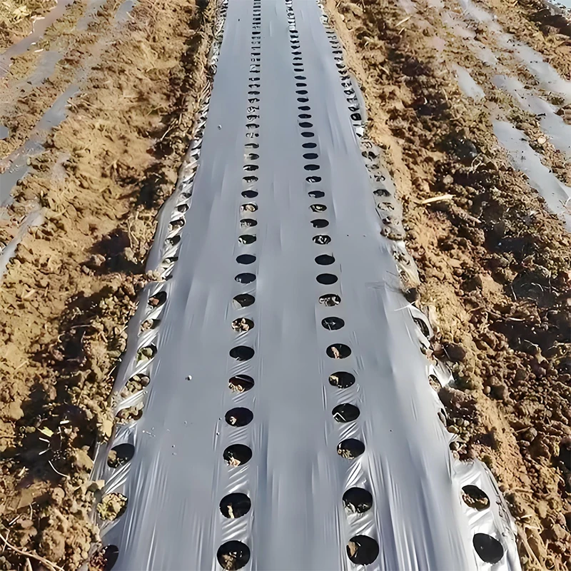 Wholesale Plastic Mulch Layer Biodegradable Mulch Film Agricultural ...