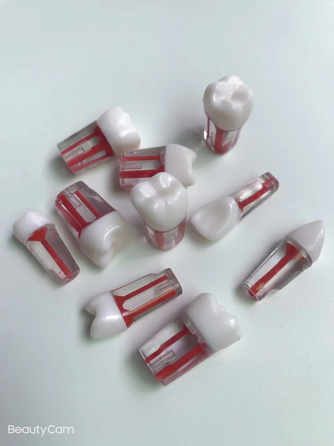 Nissin Resin Teeth Model - Detachable Dental Implant Teaching Tool