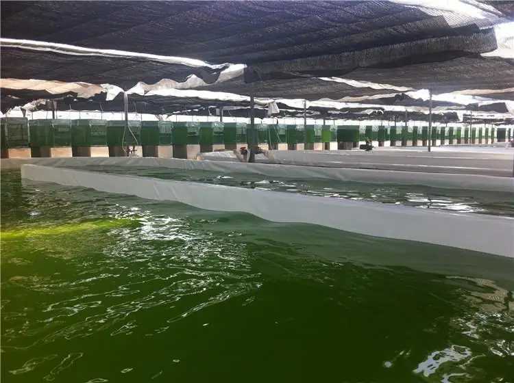 Chlorella Photobioreactor: Semi-Automatic Tubular Reactor for Algae ...