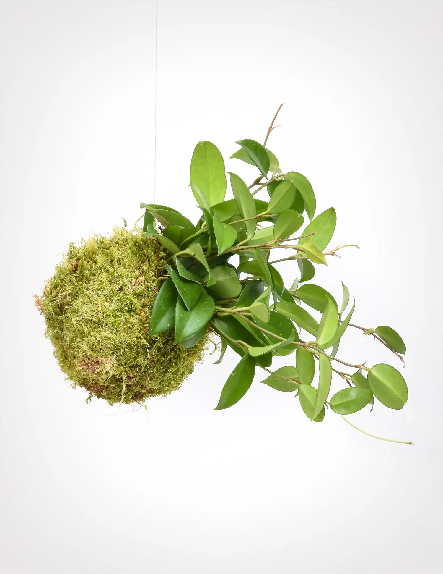 Alibaba.com: DIY Kokedama Kit Mini Plant Kid Terrarium Kit Toy ...