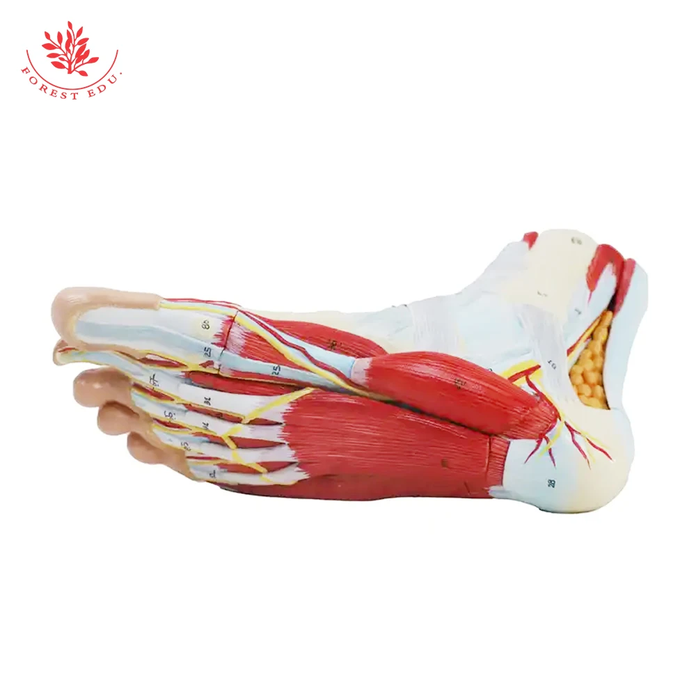 Medical Teaching Anatomy Human Foot Model Foot Muscle Model Detachable ...