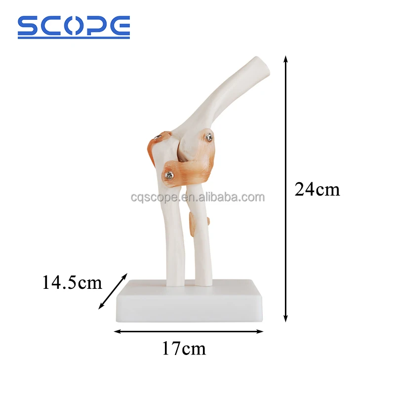 Medical Teaching Anatomy Model Sc-a1026 Skeleton Natural Elbow Joint ...