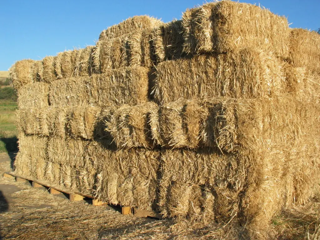 Leading Wheat Straw Animal Feed At Competitive Wholesale Prices,Your ...