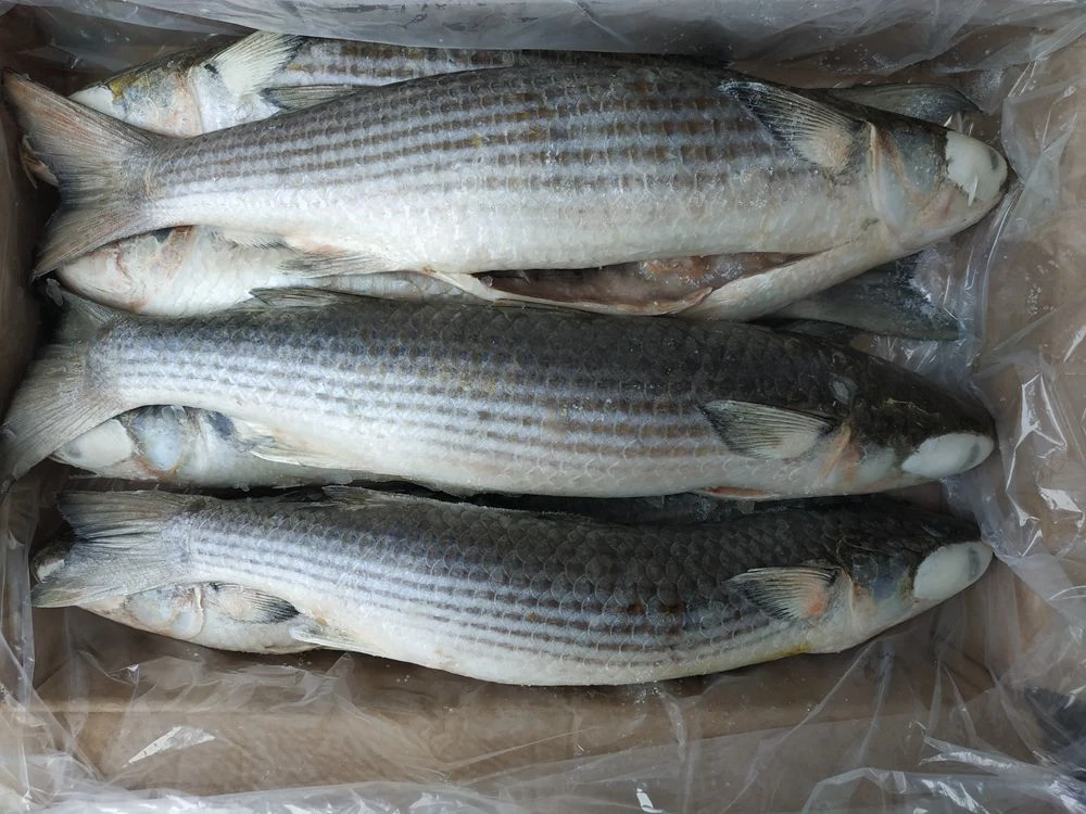 Frozen Grey Mullet Gutted Chinese Fish Whole Cleaned 800-1000g Up - Buy ...