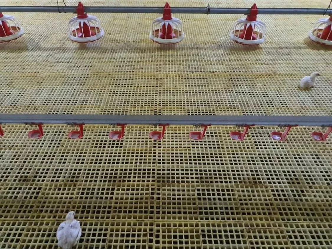 Factory Price Broiler Chicken Breeding Machine Chicken Poultry Breeding ...