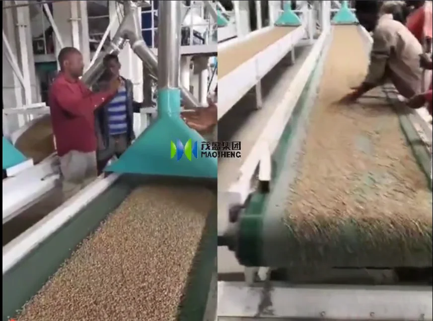 5T per Hour Complete Cleaning Robusta Coffee Production Line