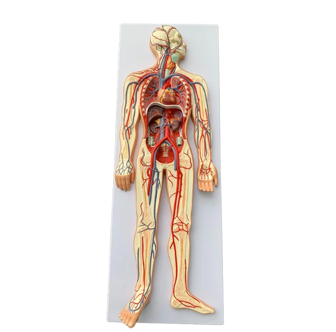 Model,Human Circulatory System Medical Anatomy Plastic Simulation Human ...