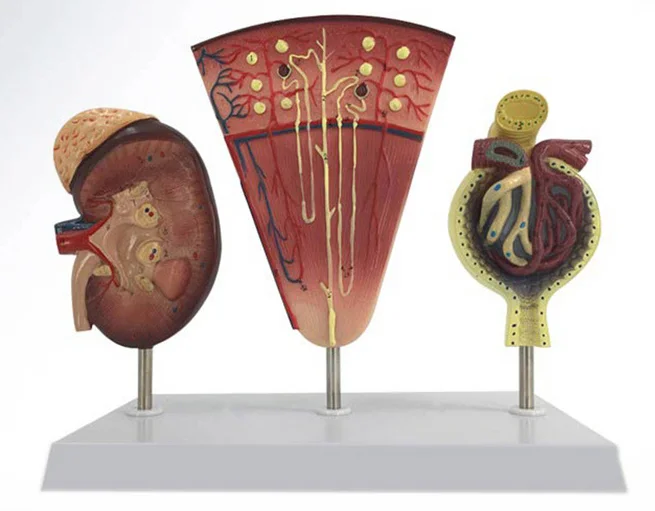 Medical Nephron Glomerulus Enlarged Kidney Anatomy Model