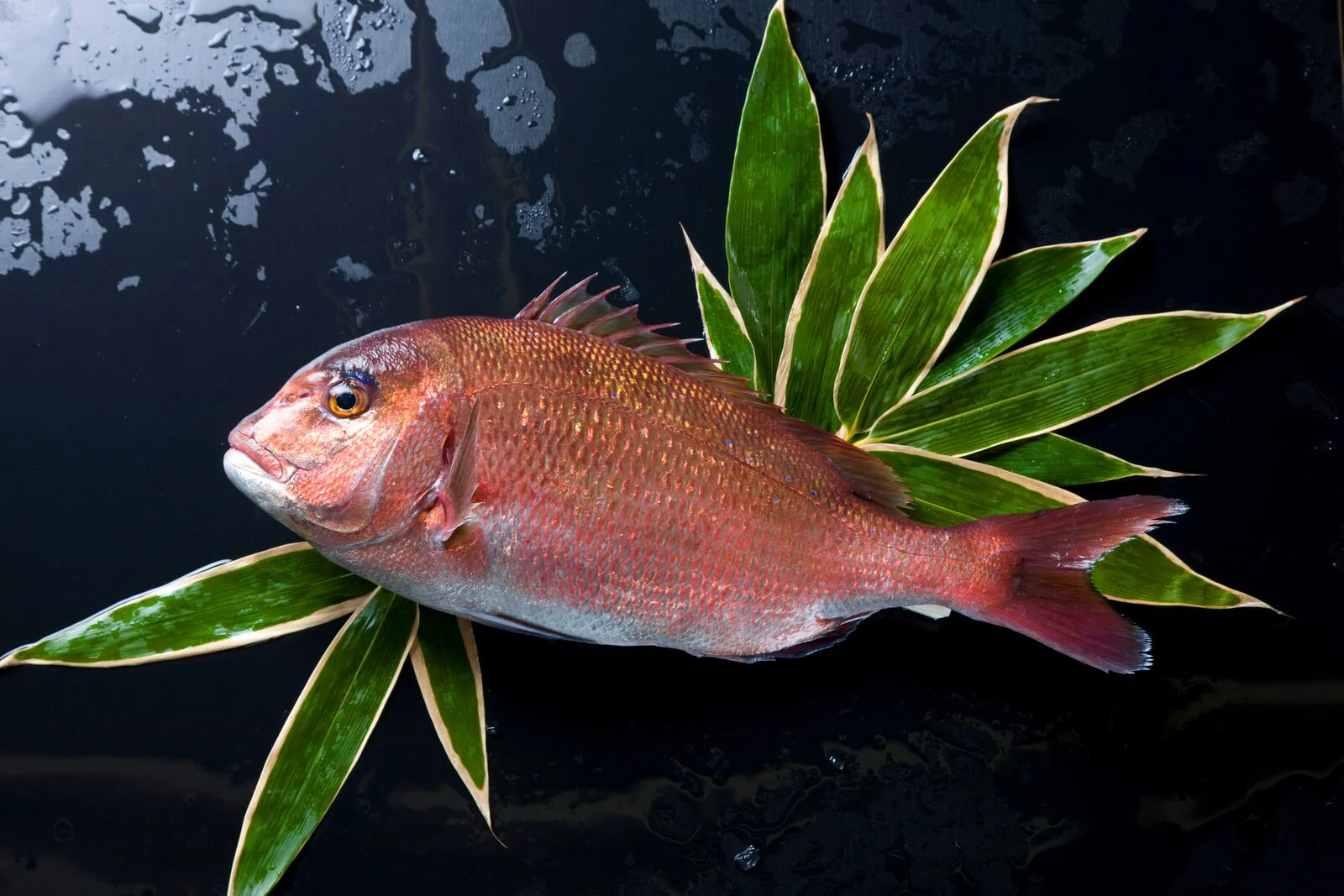 Frozen Red Seabream Fillet Japan Fish - Buy Japan Fish,Snapper,Red ...