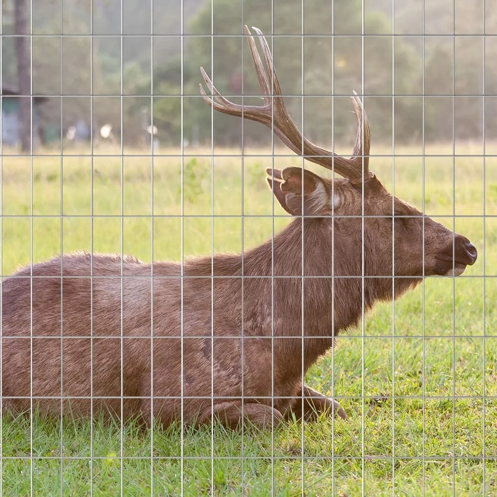 Cattle Panels Heavy Galvanized Welded Wire Mesh Fence Panels - Buy ...