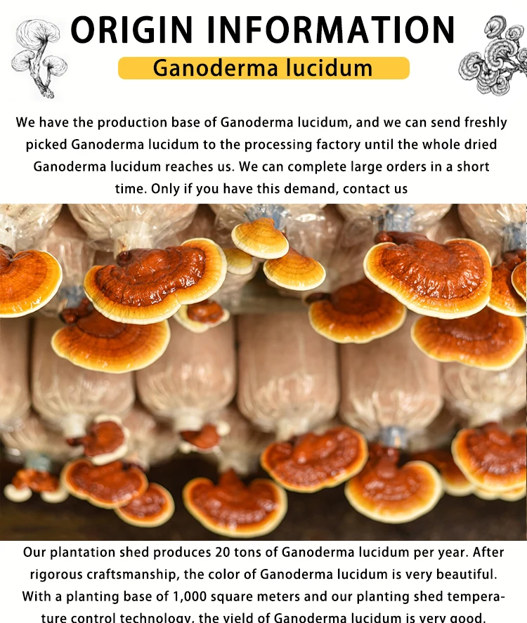 Top Quality Black Ganoderma Lucidum Extract Reishi Mushroom Extract ...