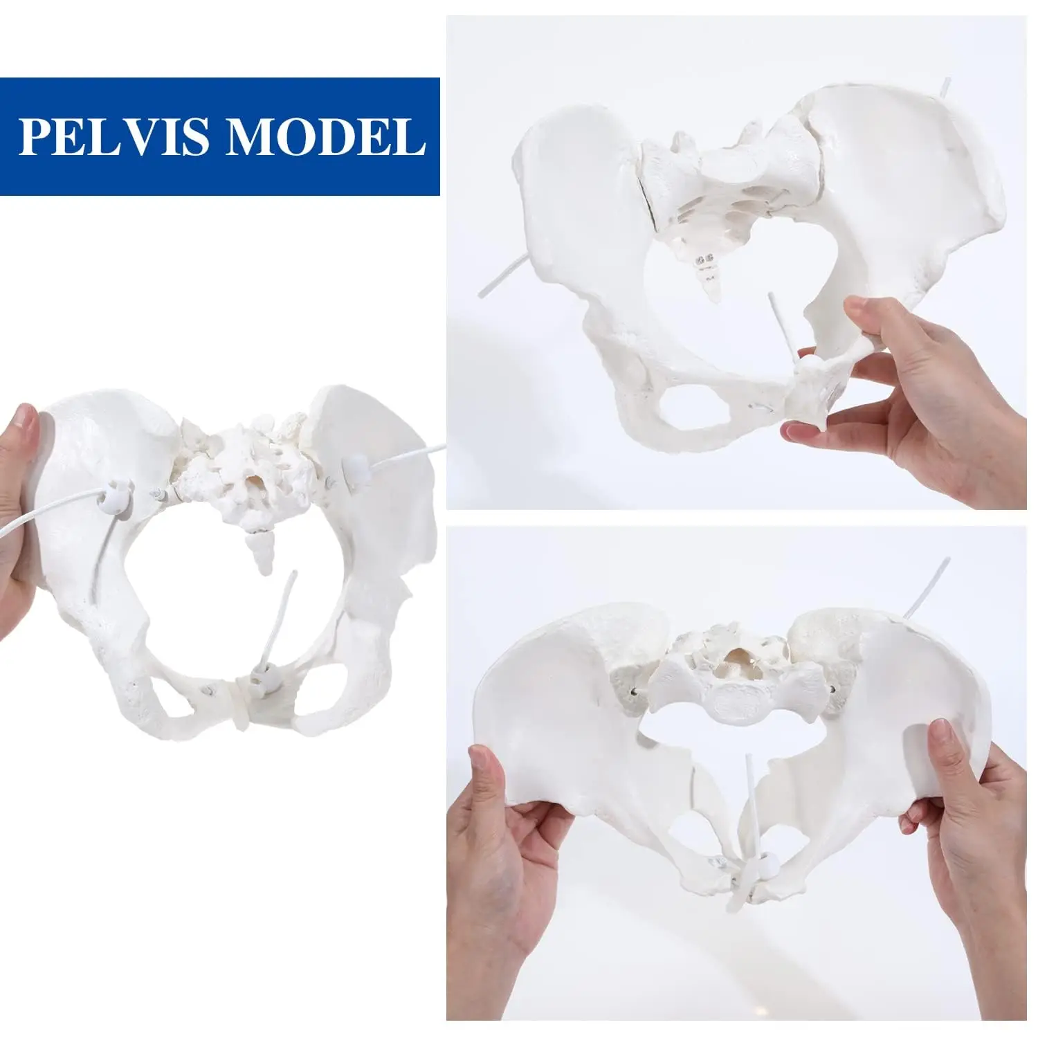 Medical Teaching Female Skeleton Model Female Pelvis Skeleton Model ...