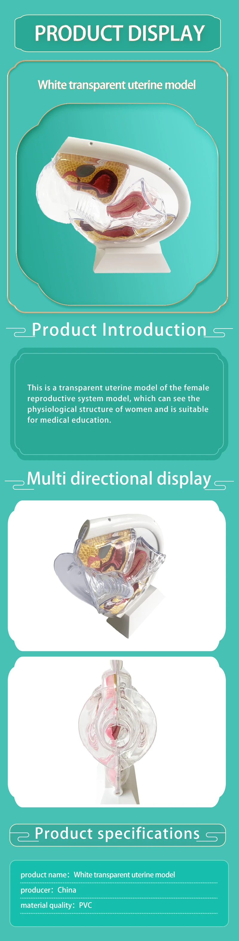 Transparent Uterus Model - Menstrual Cup Demonstration