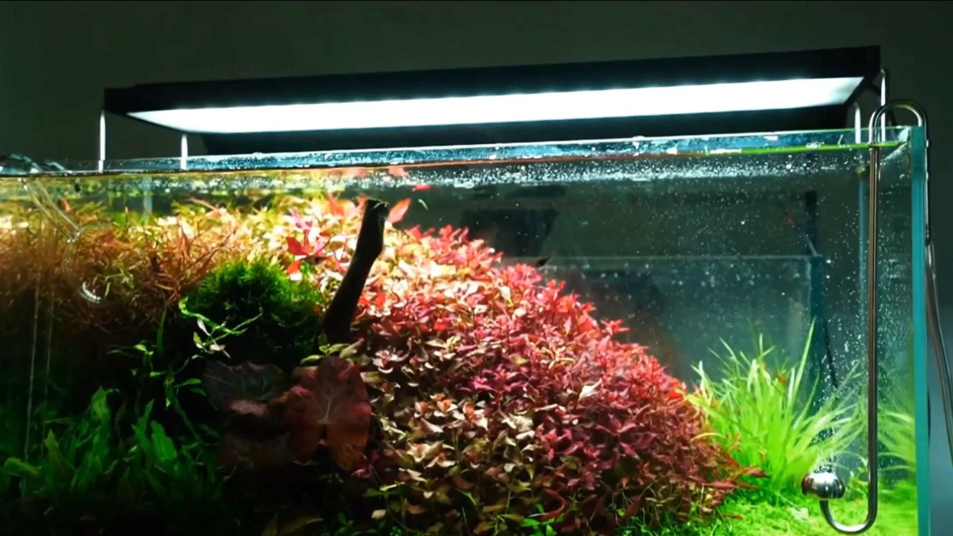 Chihiros Wrgb Ii 2 Led Light Upgrade Rgb Full Specturn Bluetooths ...