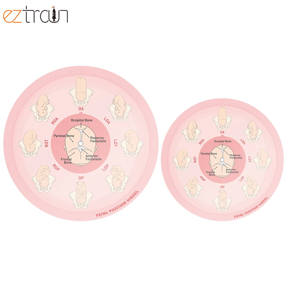 Fetal Position Wheel, Pregnancy Wheel, Corrected Foetal Circulation ...