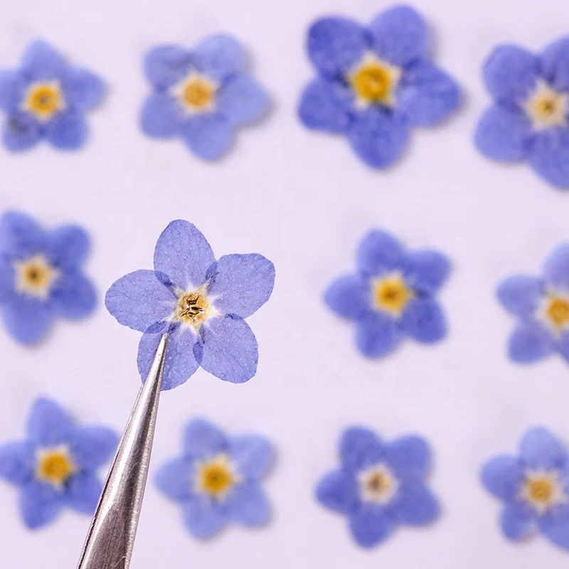 Wholesale Diy Handmade Nail Art Material Dried Flowers Dry Forget Me ...
