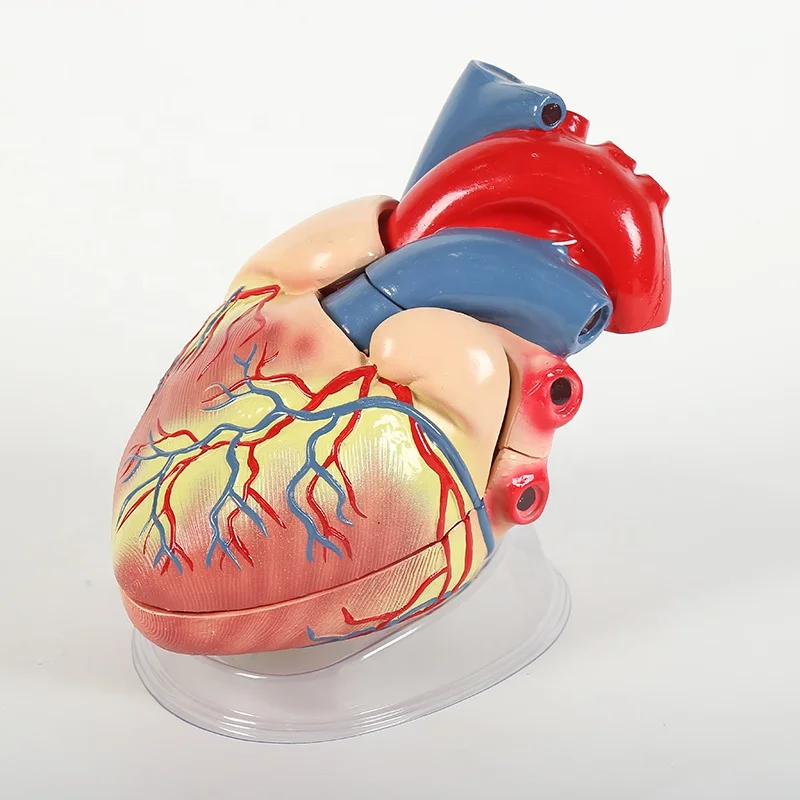 Biomedical Teaching Tool of Mold Organ Simulation Model| Alibaba.com