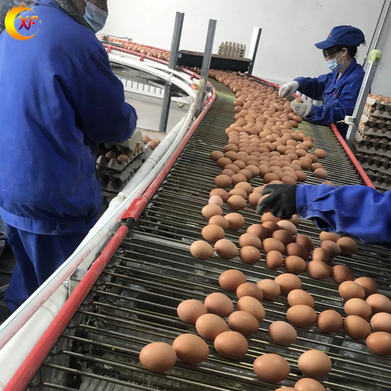Poultry Automatic Farm Equipment Egg Collection System 4000 Eggs Fully ...