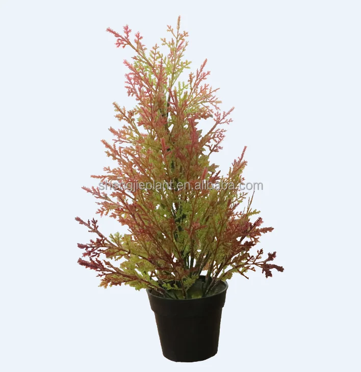 Potted Feng Shui Lucky Tree - Ornamental Boxwood Topiary