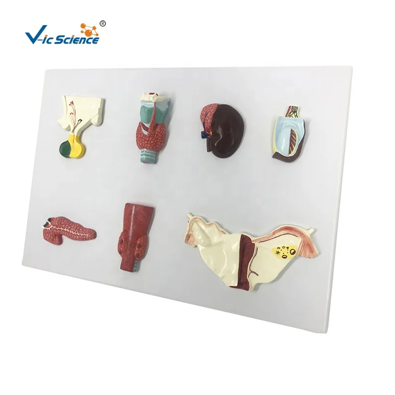 The Endocrine System Anatomical Models Of Human Organs Human Digestive ...