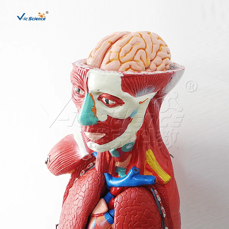 80cm Human Muscles Model Male (27 Parts) Anatomical Model Human Anatomy ...