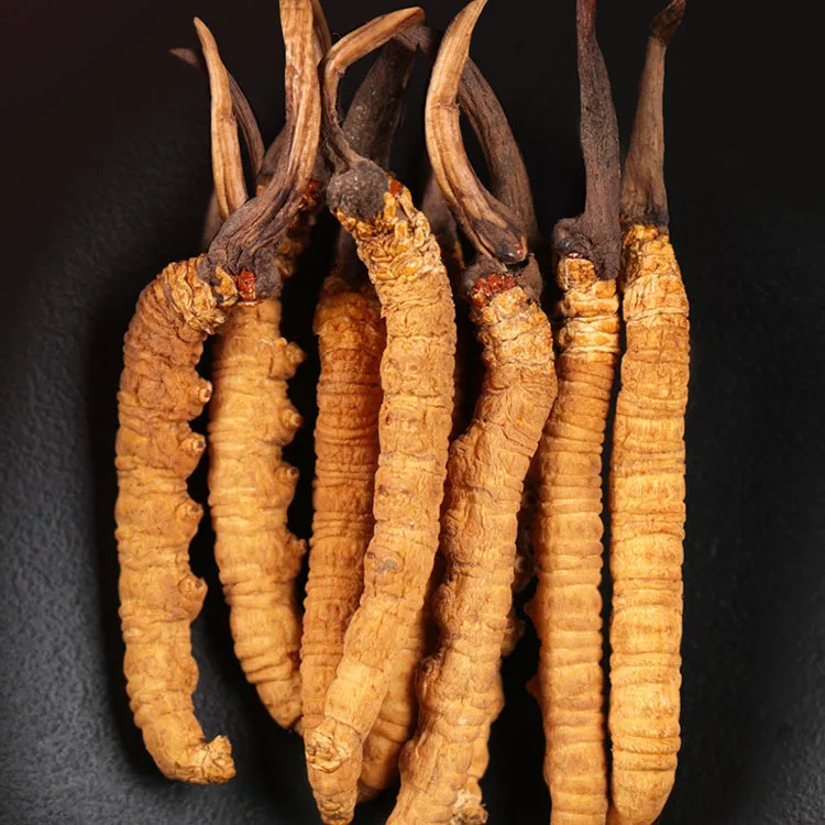 Whole Plant Cordyceps Sinensis Tibet Powder Extract Norland Cordyceps ...