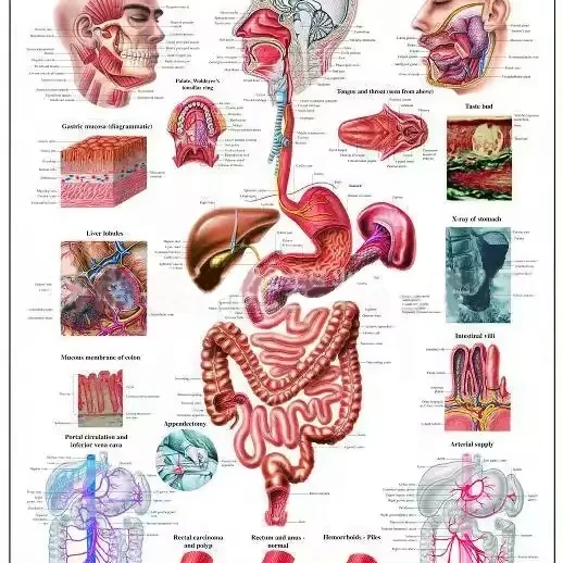 3D Anatomical Wall Map of Digestive System Anatomical chart of human ...