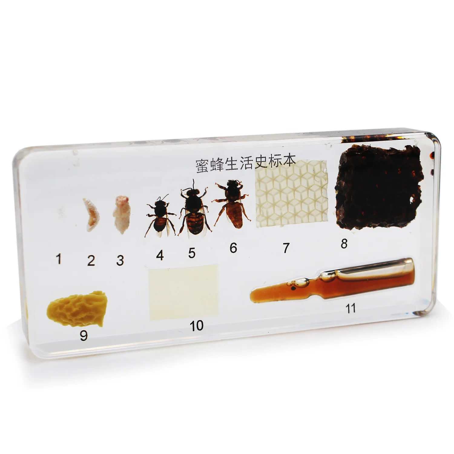Original Resin Insect Specimen Life Cycle Of Honeybee Teaching ...