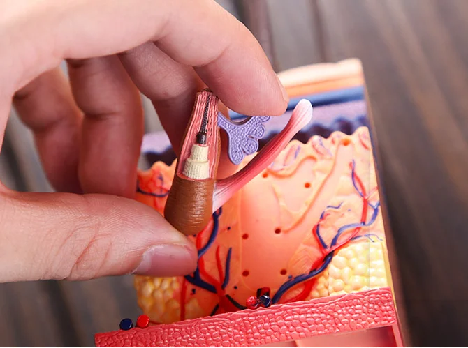 Enlarged Human Skin Anatomy Models for Educational Teaching