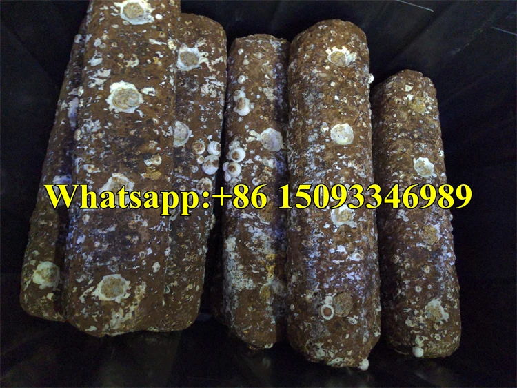 High Capacity Mushroom Inoculating Machine - JOCONN