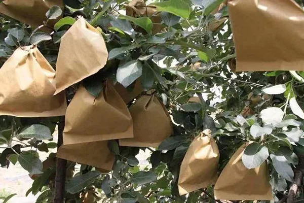 Wholesale Fruit Protection Growing Paper Bag Mango Protection Cover Bag ...