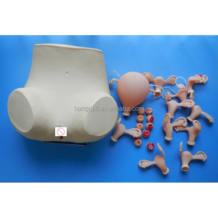 Examination Simulator For Gynecological,Gynecological Examination ...