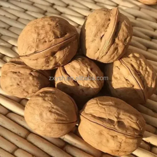 Walnuts In Shells Washed With Water Smooth Surface Very Popular With ...
