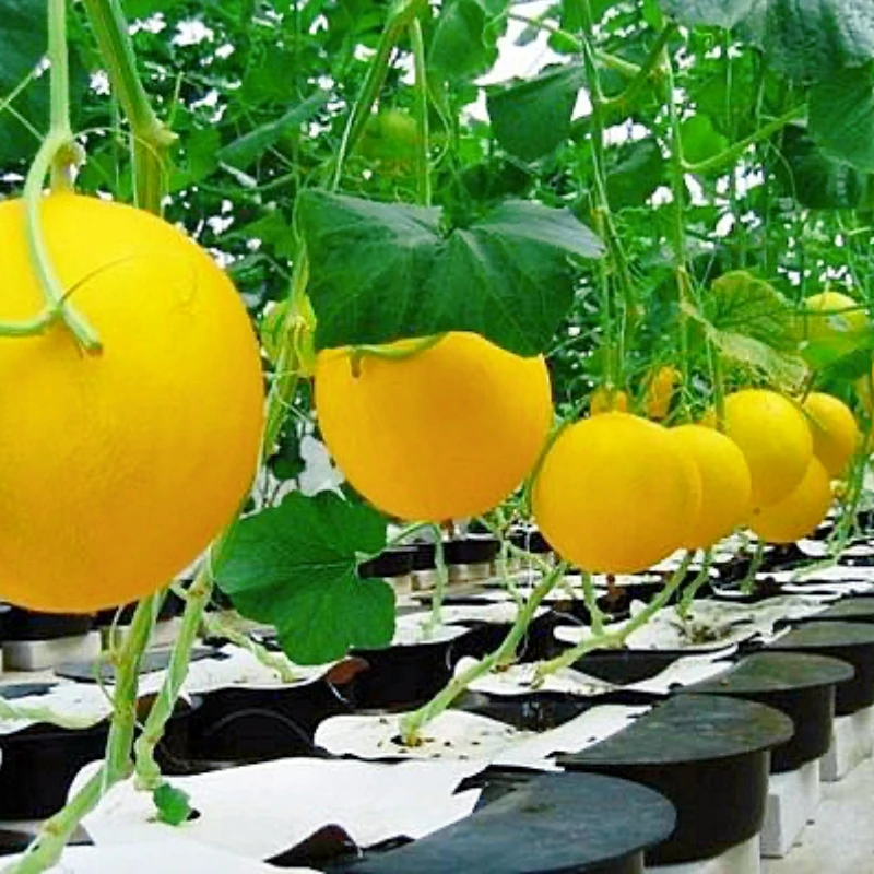 Hot Sale Single Hole 30x25x23 Hydroponic Dutch Bucket Growing System ...