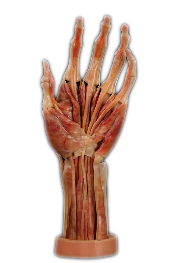 Anatomy Model Human Hand Muscles Model Anatomical Teaching Tools for ...