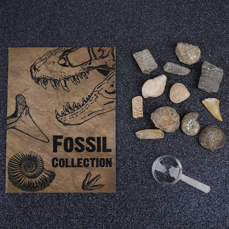 Genuine Fossil Collection - 12 Fossils,Science Kit For Kids,A Geology ...